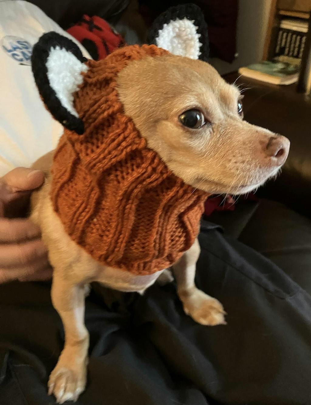Fox Zoo Snood - The Viral Cute Crochet Dog Snood Costume to Keep Warm ...