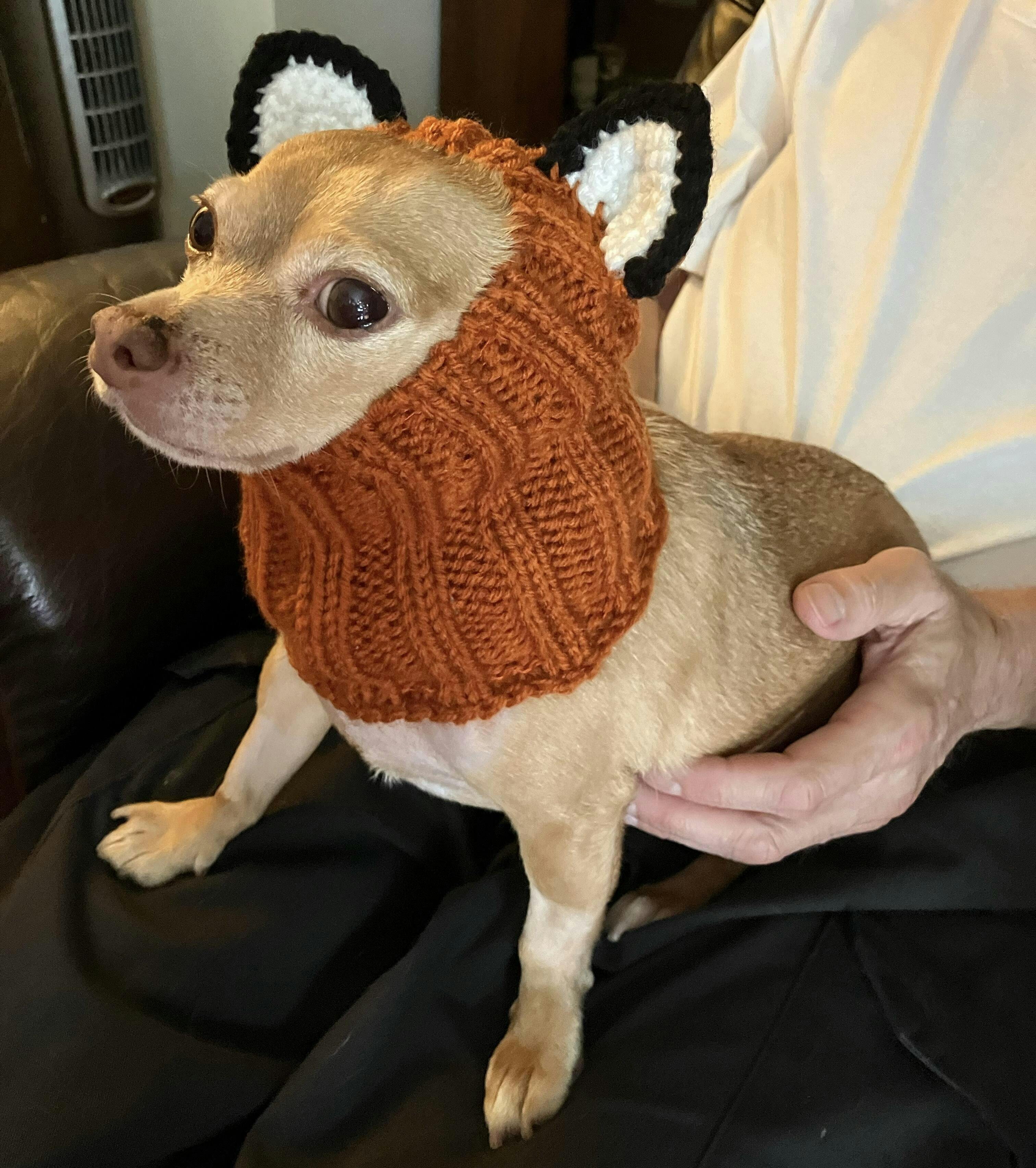 Fox Zoo Snood - The Viral Cute Crochet Dog Snood Costume to Keep Warm ...
