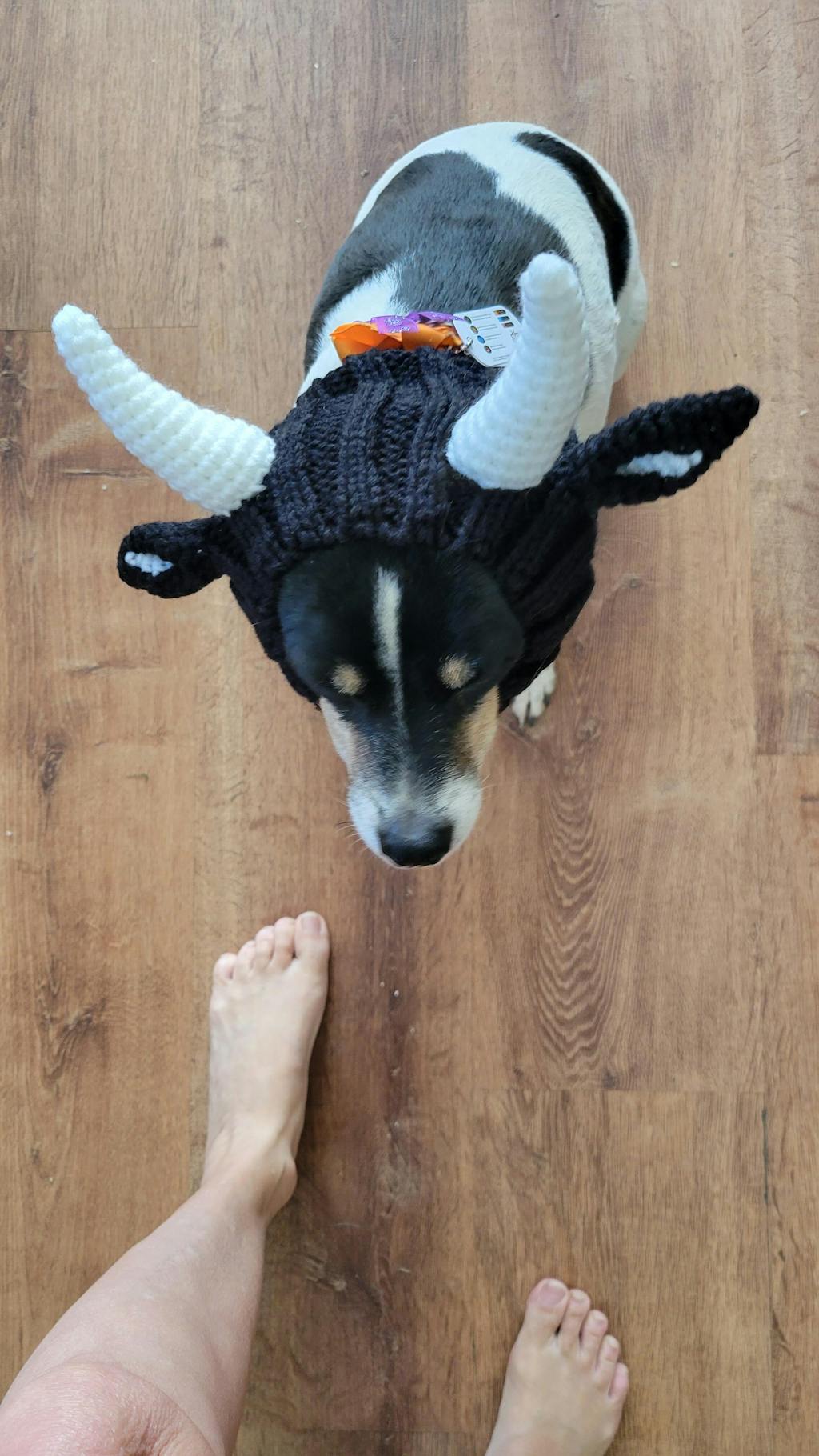 Giraffe Snood - The Perfect Dog Snood for Small, Medium and Large Dogs ...