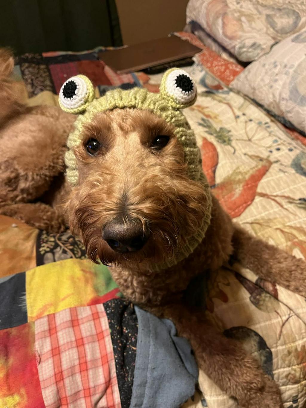 Frog Zoo Snood - The Viral Cute Crochet Dog Snood Costume to Keep Warm ...