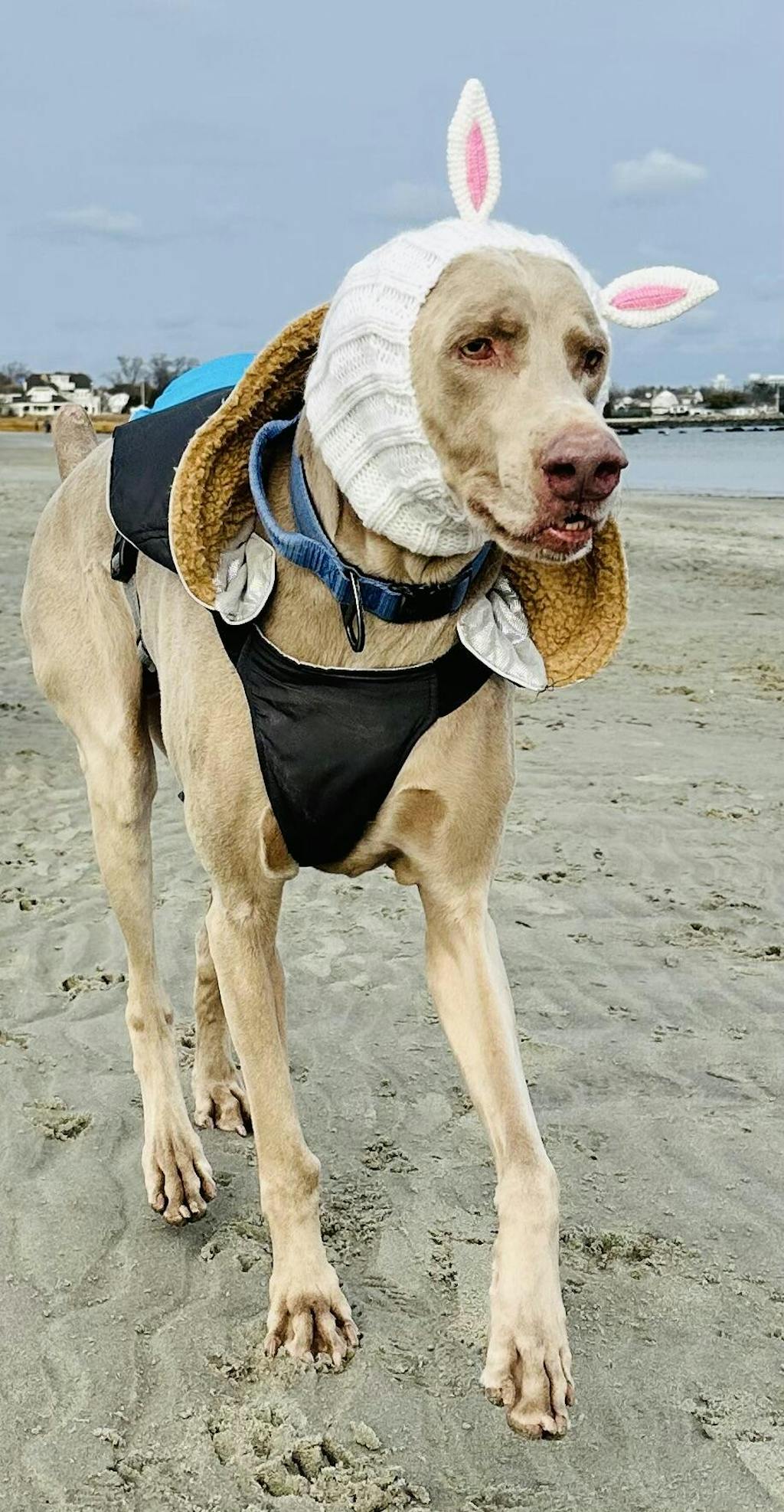 Bunny Rabbit Zoo Snood - The Viral Cute Crochet Dog Snood Costume to ...