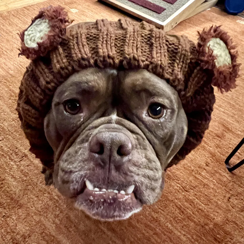 Devil Zoo Snood - The Viral Cute Crochet Dog Snood Costume to Keep Warm ...