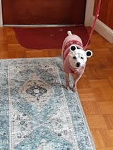 Panda Zoo Snood - The Viral Cute Crochet Dog Snood Costume to Keep Warm ...