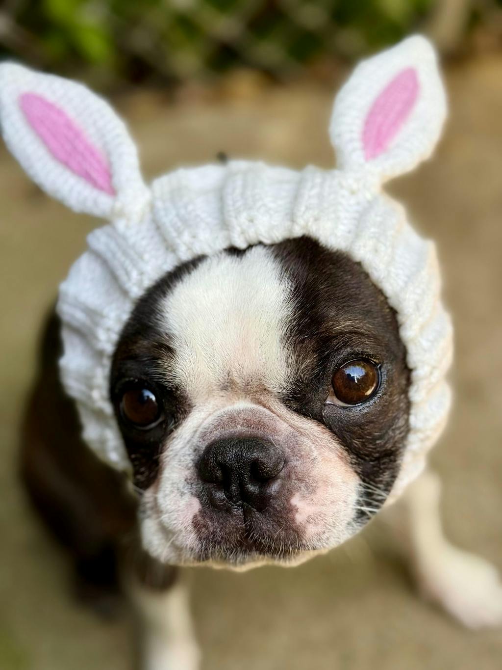 Bunny Rabbit Zoo Snood - The Viral Cute Crochet Dog Snood Costume to ...