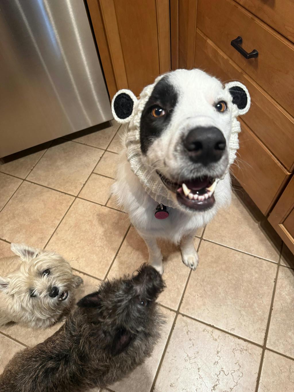 Panda Zoo Snood - The Viral Cute Crochet Dog Snood Costume to Keep Warm ...