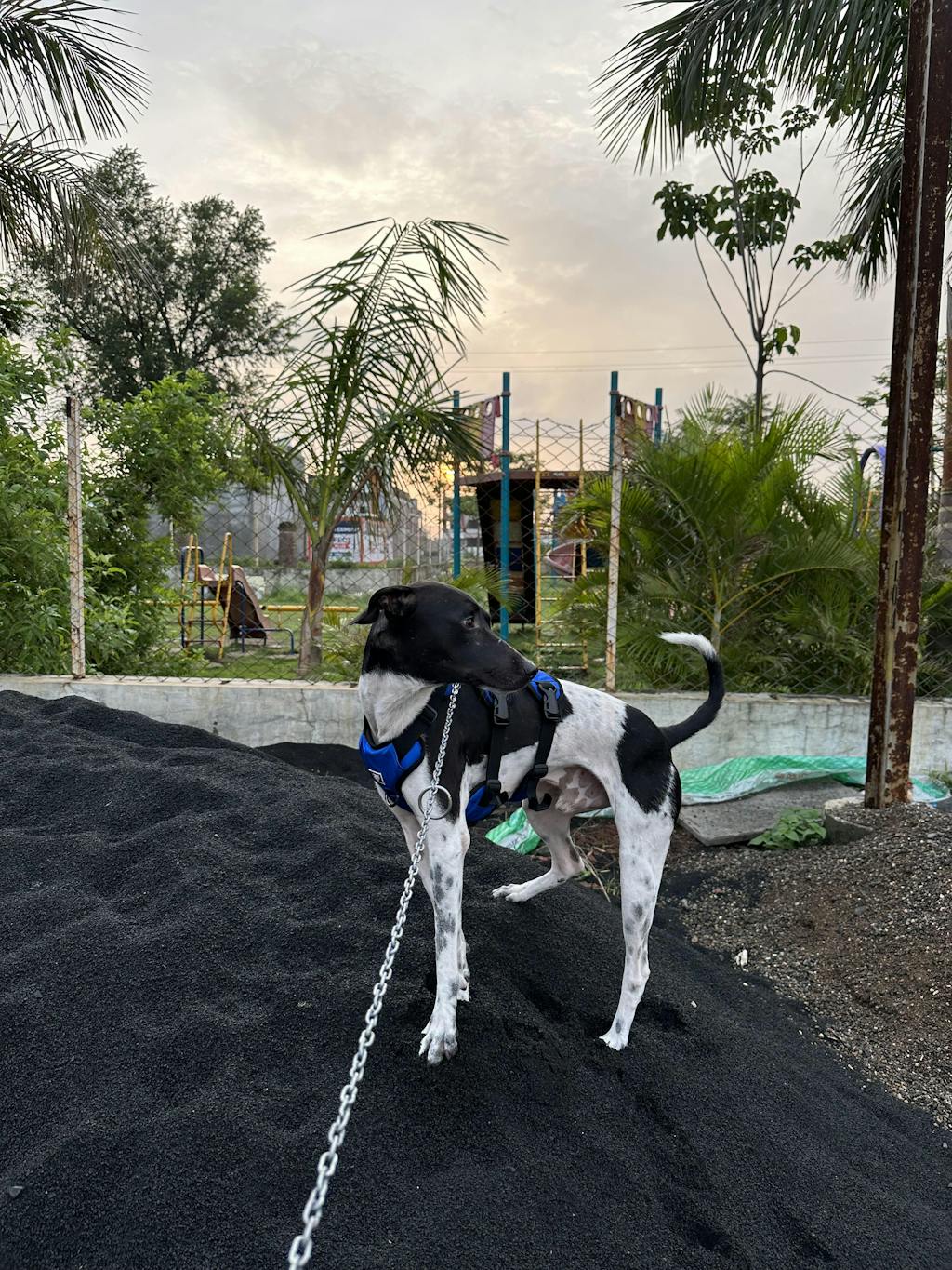 Buy Escape Proof Dog Harness by Zoof Pets - Free Size consult