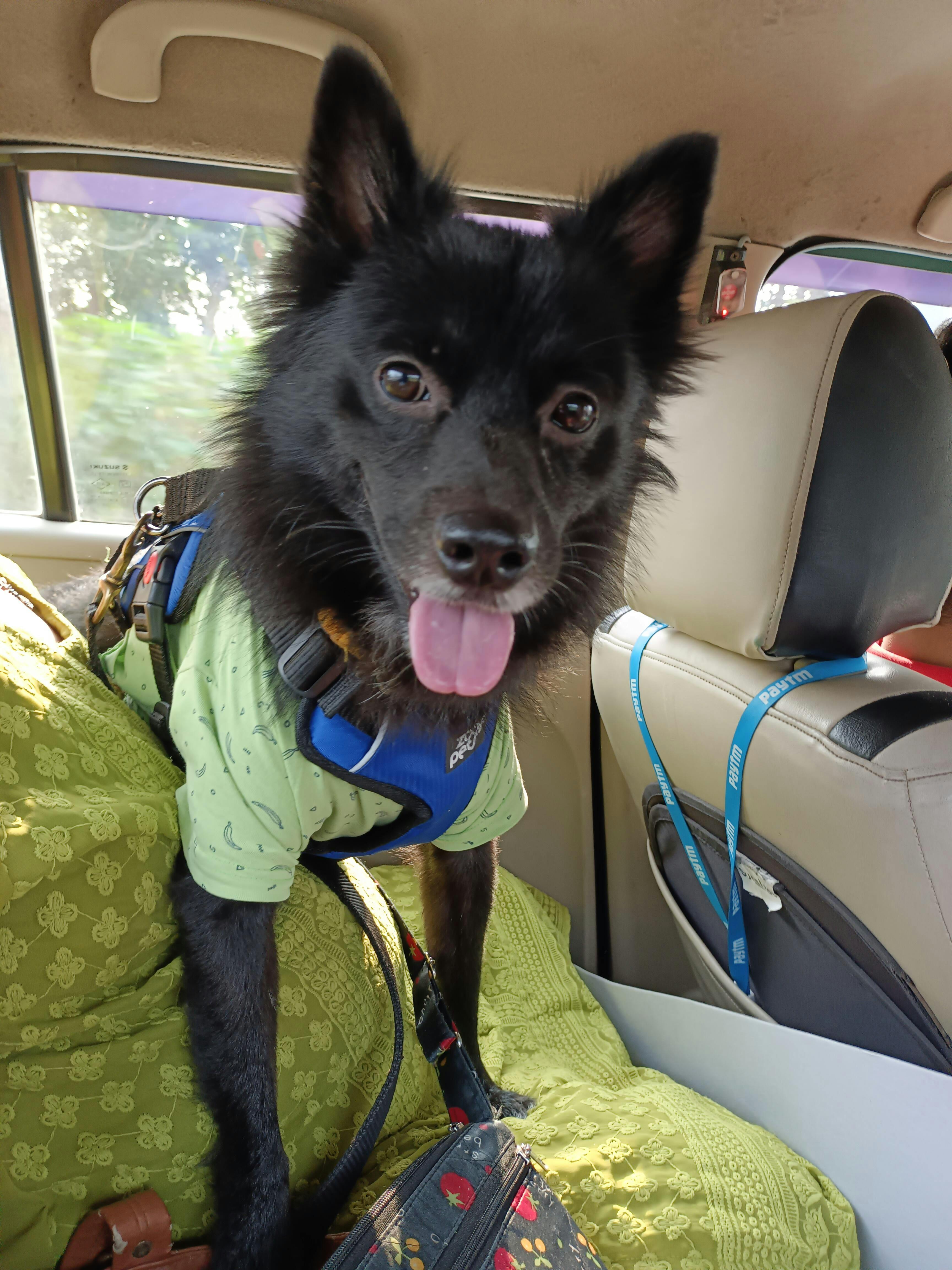 Buy Escape Proof Dog Harness by Zoof Pets - Free Size consult