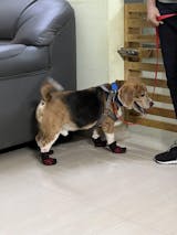 Zoof Casuals – Zoof Pets