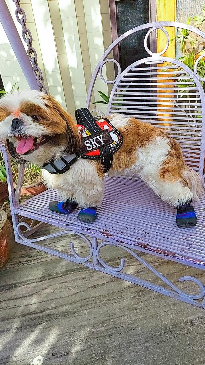 Zoof Plops – Zoof Pets