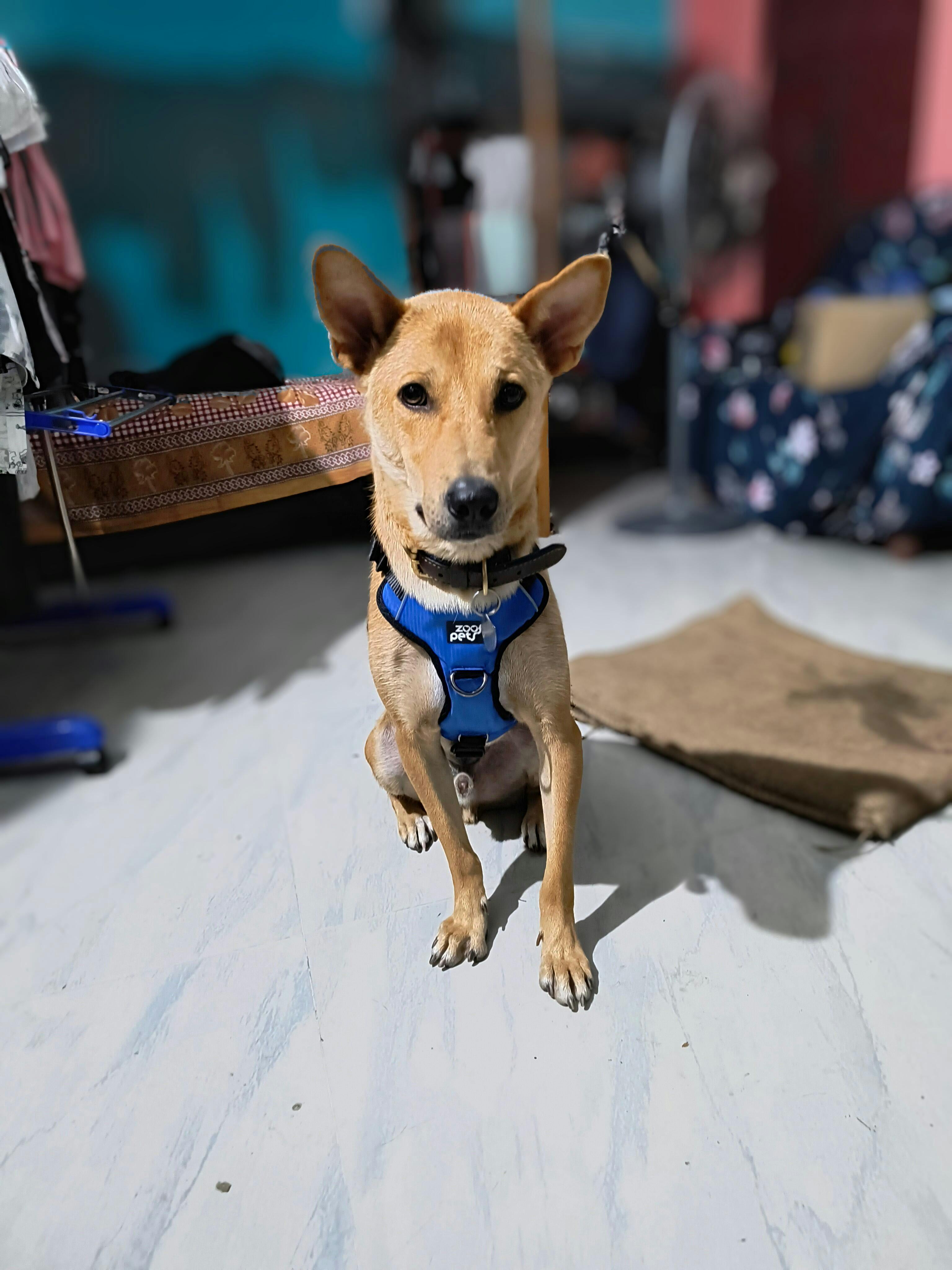 Buy Escape Proof Dog Harness by Zoof Pets - Free Size consult