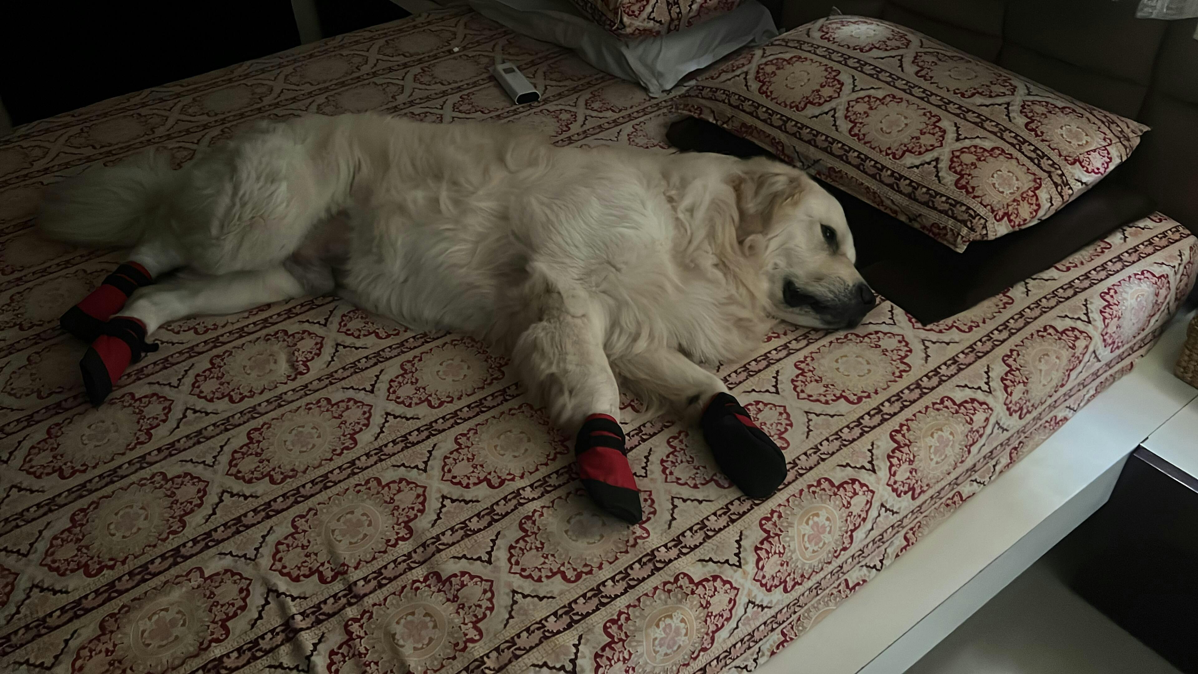 Zoof Plops – Zoof Pets