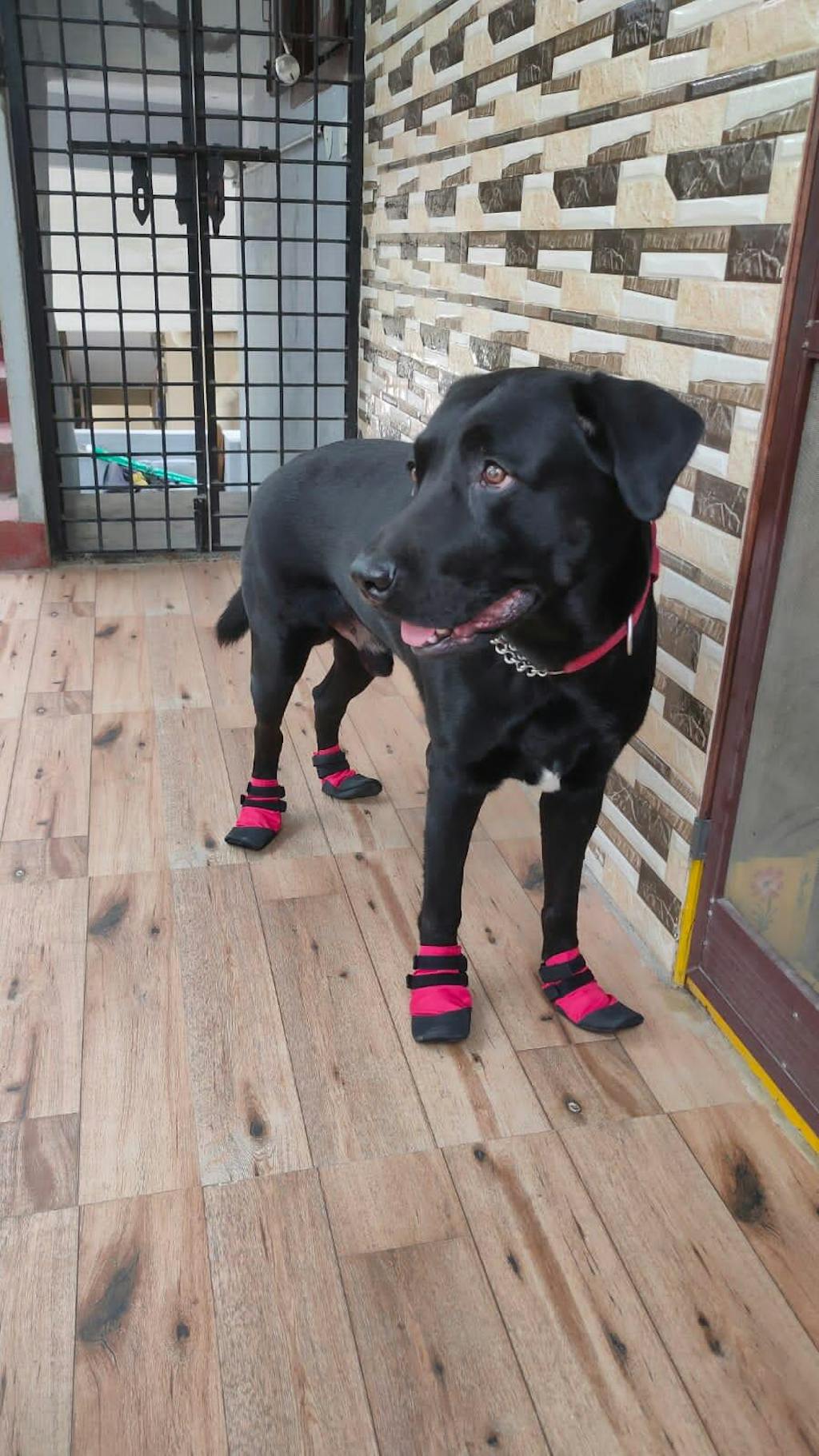 Zoof Plops – Zoof Pets