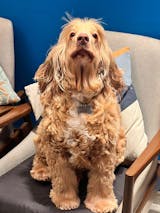 Zoof Casuals – Zoof Pets