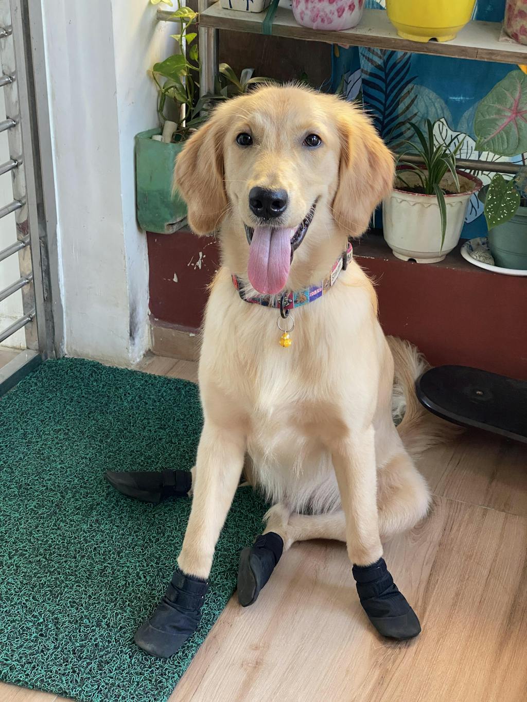 Zoof Plops – Zoof Pets