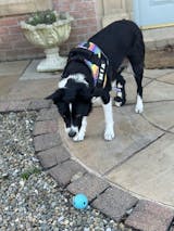 Walkin' Full Adjustable Dog Splint - Front or Back Leg (firm) — ZOOMADOG