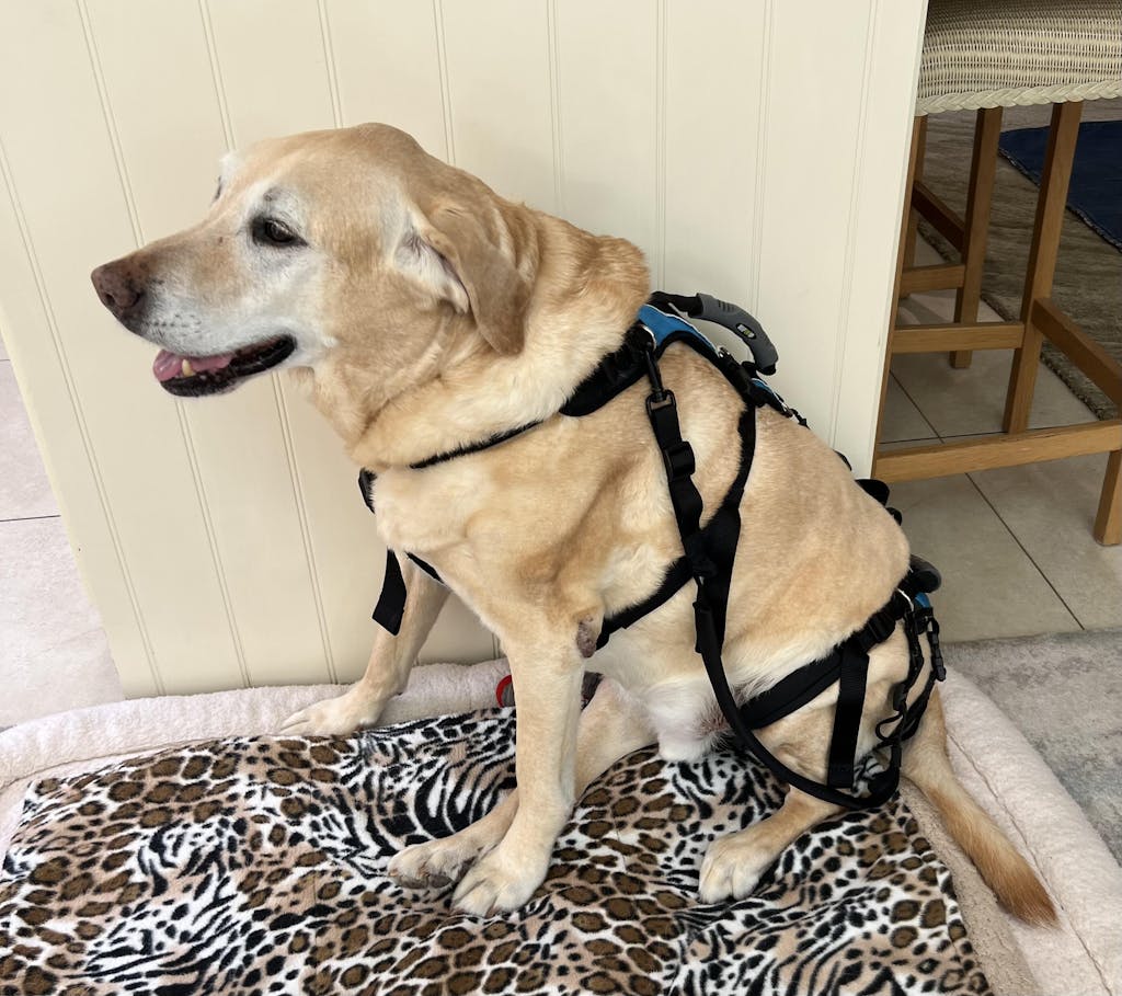 Help Em Up Harness - The Complete Dog Lifting Harness — ZOOMADOG