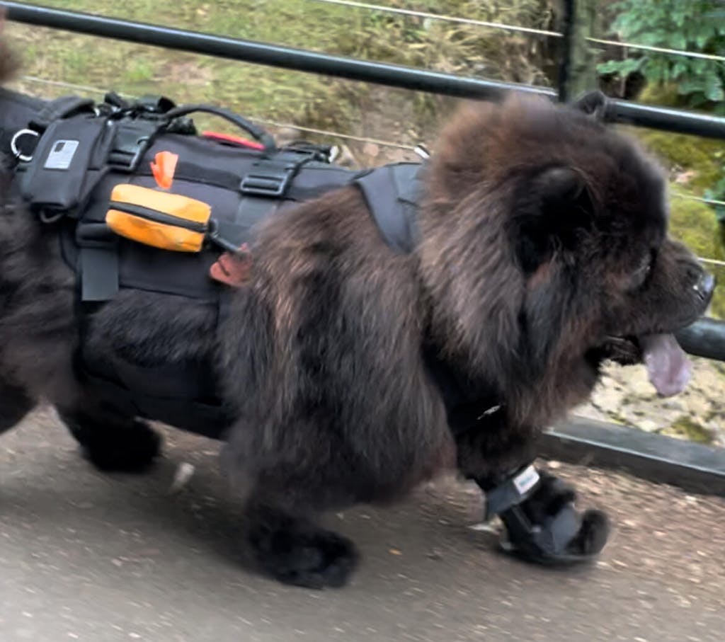 40% Off - Walkin' Full Adjustable Dog Splint - Front or Back Leg (firm ...
