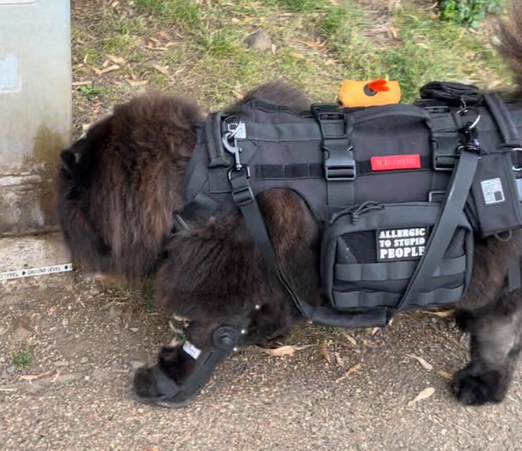 40% Off - Walkin' Full Adjustable Dog Splint - Front or Back Leg (firm ...