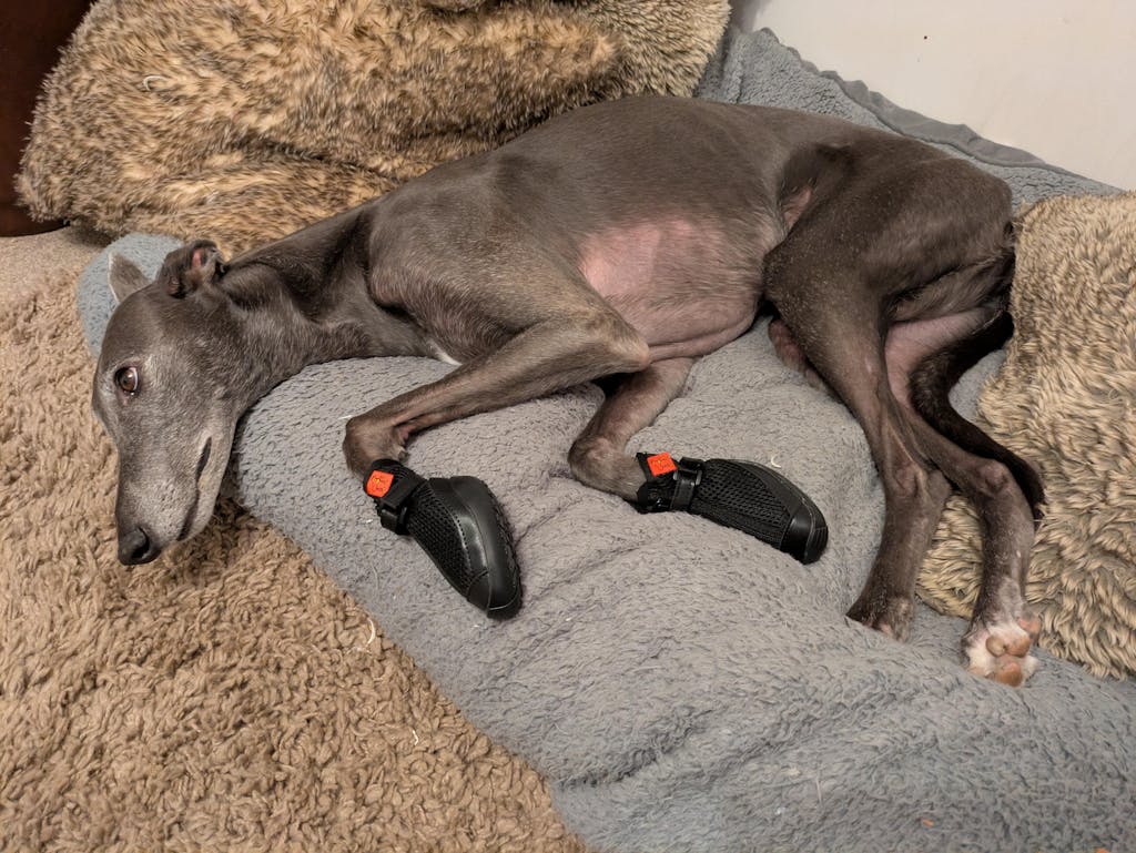 Hunnyboots - Set of Two Greyhound Boots V4 — ZOOMADOG