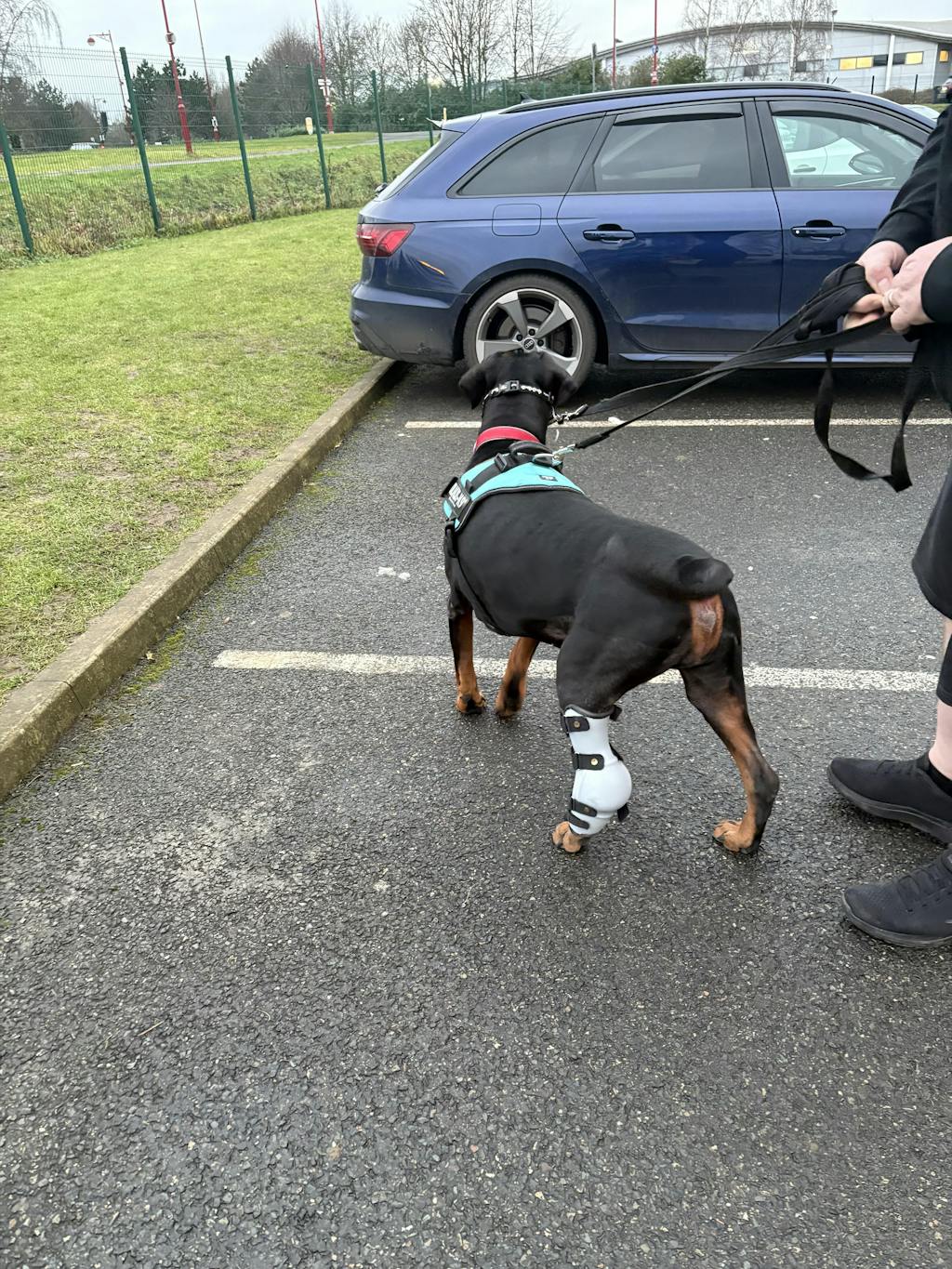 Scandi Orthopedic Hock and Tarsal Rear Splint Fully Customised - Grade ...