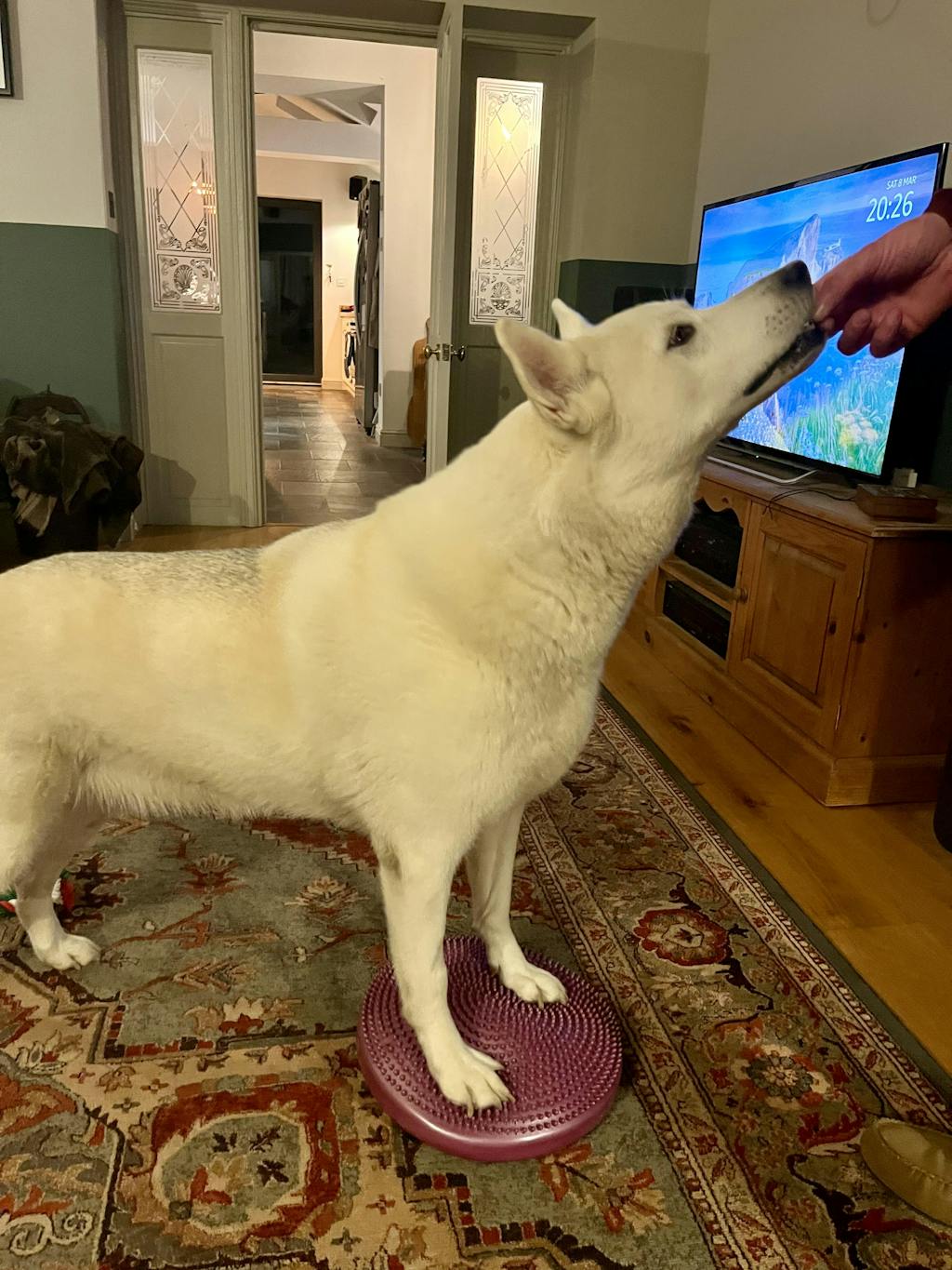 FitPaws Bone Mini (Set of 2) - Razzleberry, Blue or Mango — ZOOMADOG